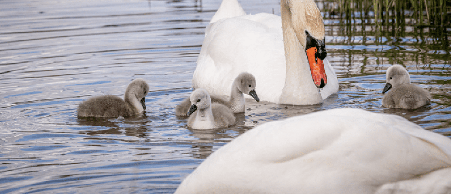 Understanding Neonatal care leave | Law Express